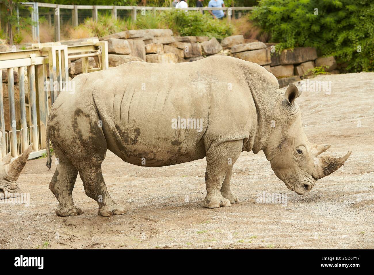 Two gray rhinoceros walking in the zoo Stock Photo - Alamy