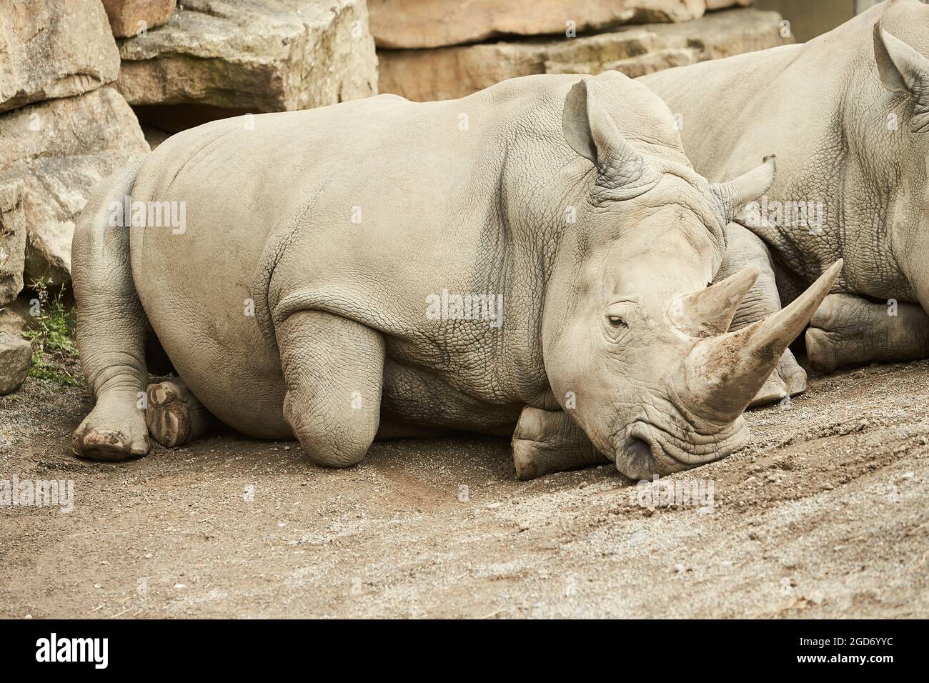 Resting national zoo two hi-res stock photography and images - Alamy
