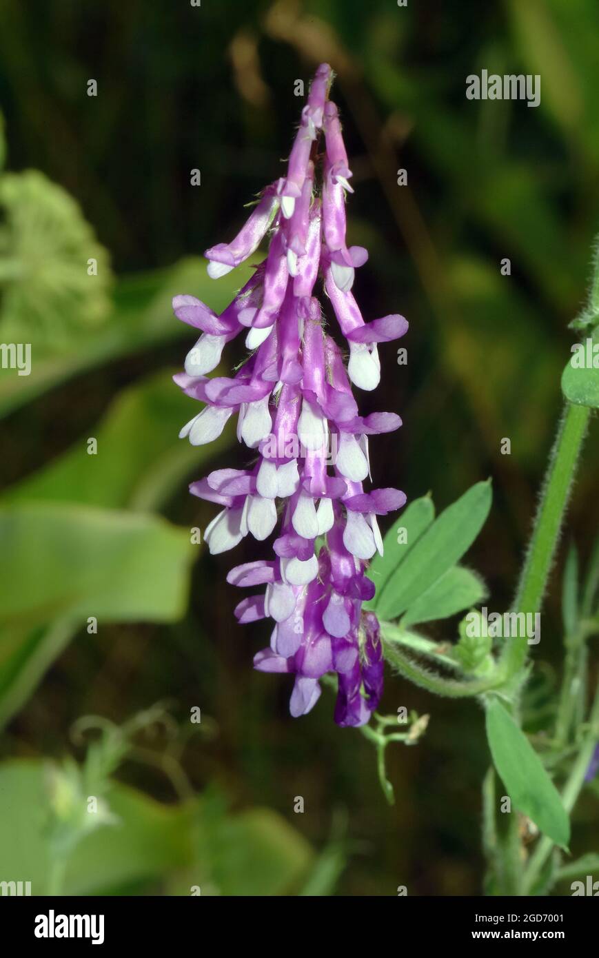hairy vetch, fodder vetch or winter vetch, Zottige Wicke, Vicia villosa ...