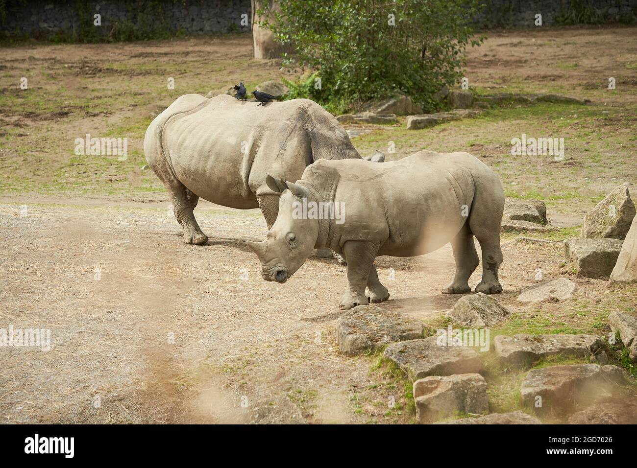Two gray rhinoceros walking in the zoo Stock Photo - Alamy