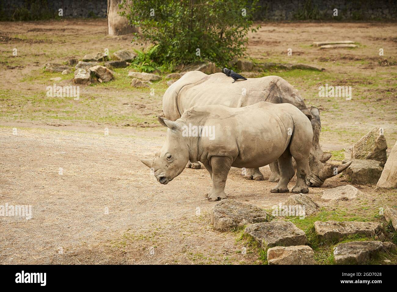 Two gray rhinoceros walking in the zoo Stock Photo - Alamy