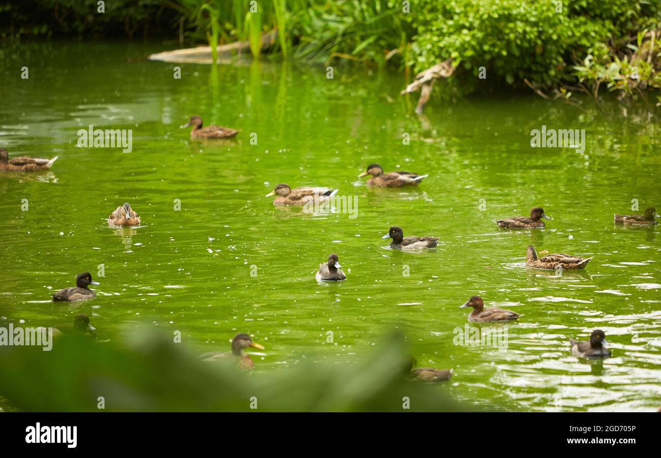 Duck coupling hi-res stock photography and images - Alamy