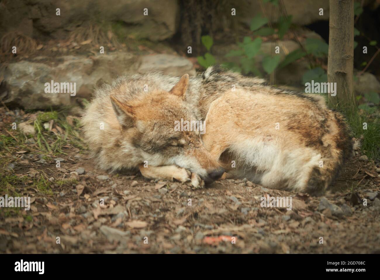 The wolf sleeps under a tree in a hole in the forest of zoo Stock Photo ...