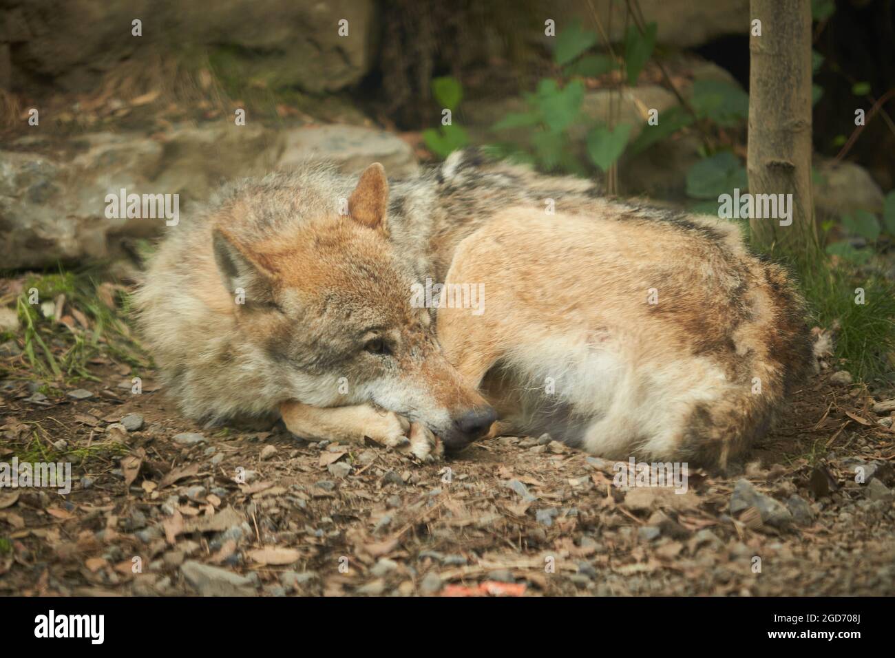 The wolf sleeps under a tree in a hole in the forest of zoo Stock Photo ...