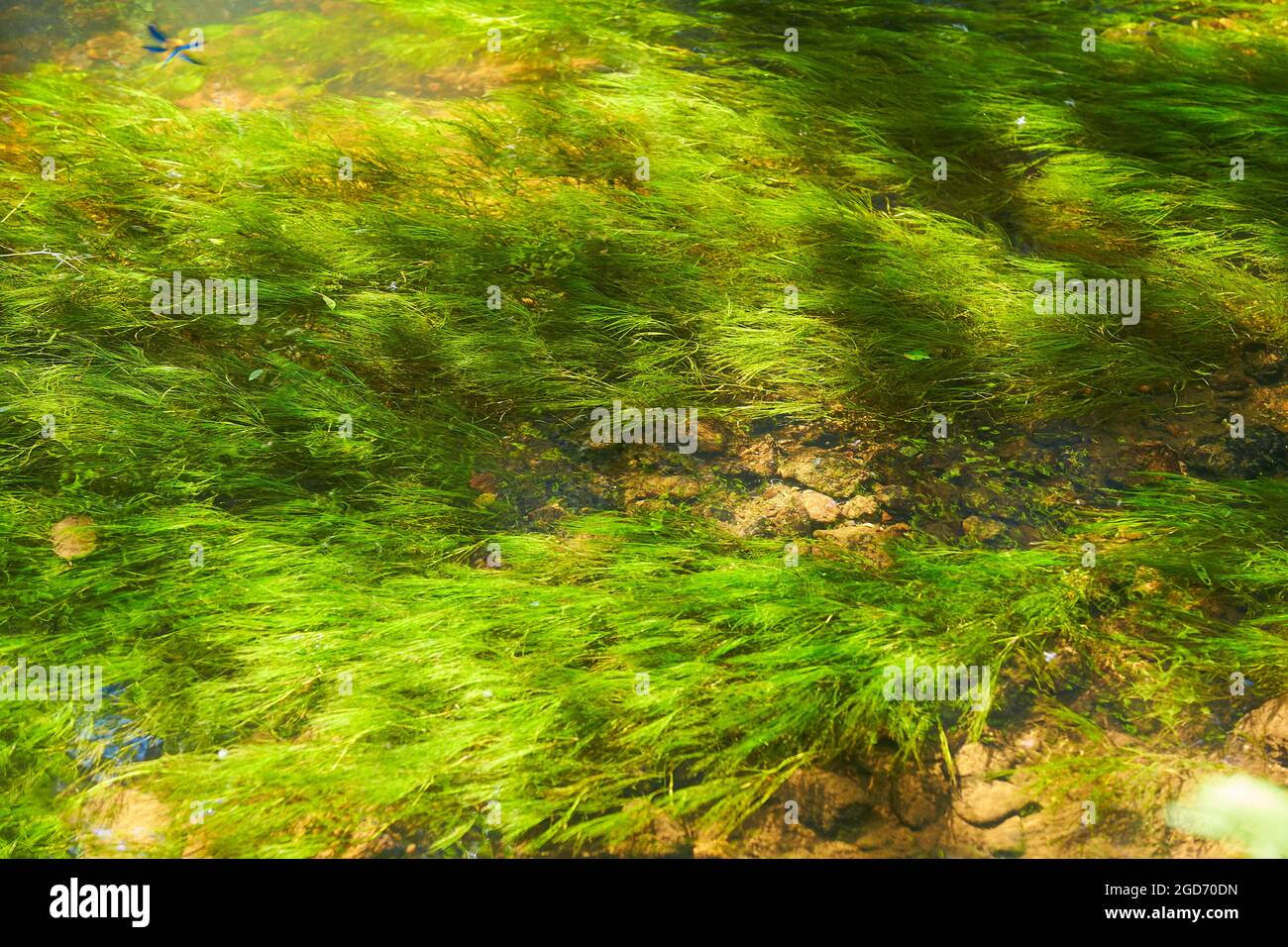 Green algae and stones in the river floor Stock Photo - Alamy