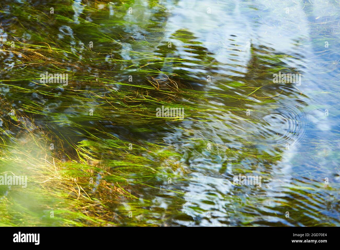 Green algae and stones in the river floor Stock Photo - Alamy