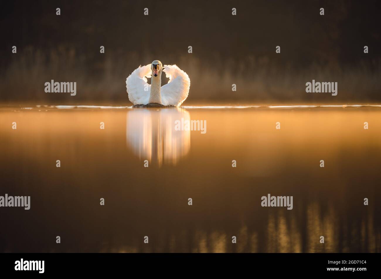 A beautiful swan on the water surface facing the camera, the golden ...