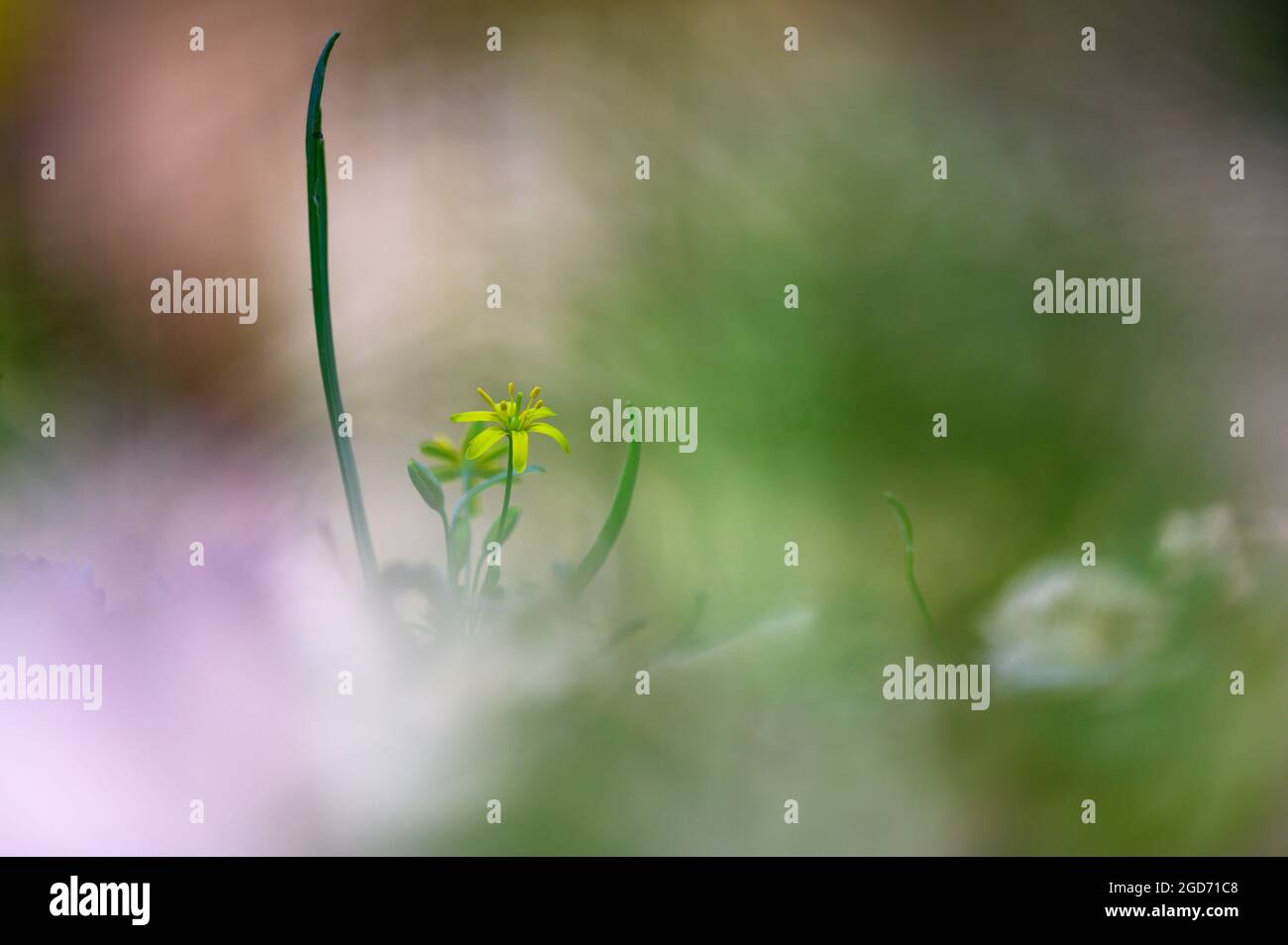 Liliaceae flower hi-res stock photography and images - Alamy