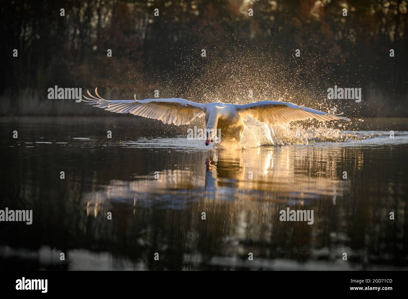 White swan splashing in water hi-res stock photography and images - Alamy
