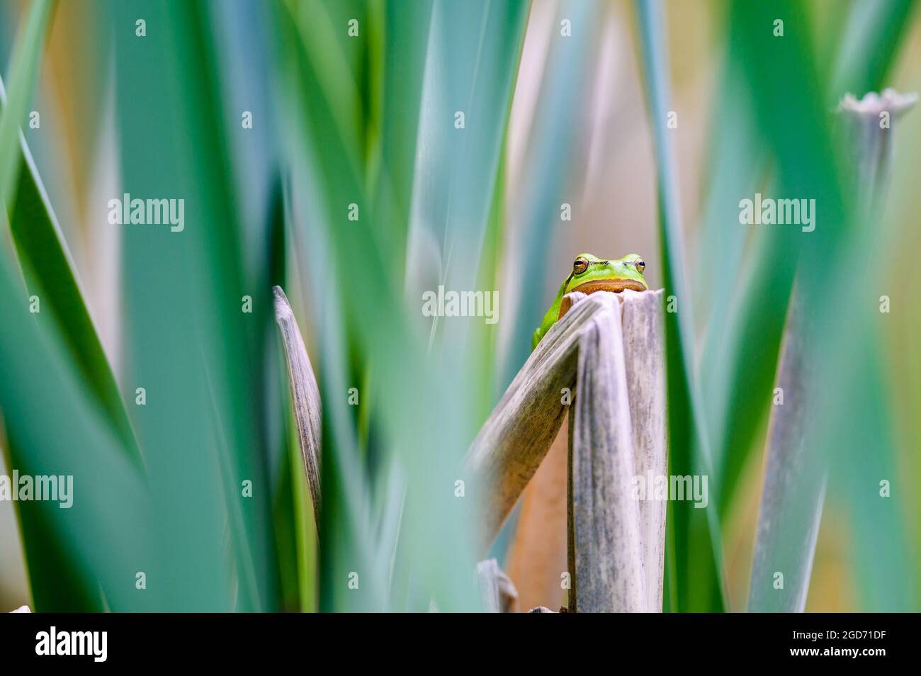 The European tree frog (Hyla arborea) sitting on a cattail, only part ...