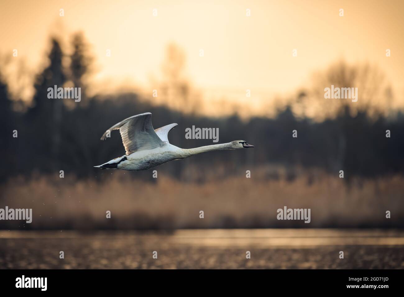 Flying bird from above hi-res stock photography and images - Alamy