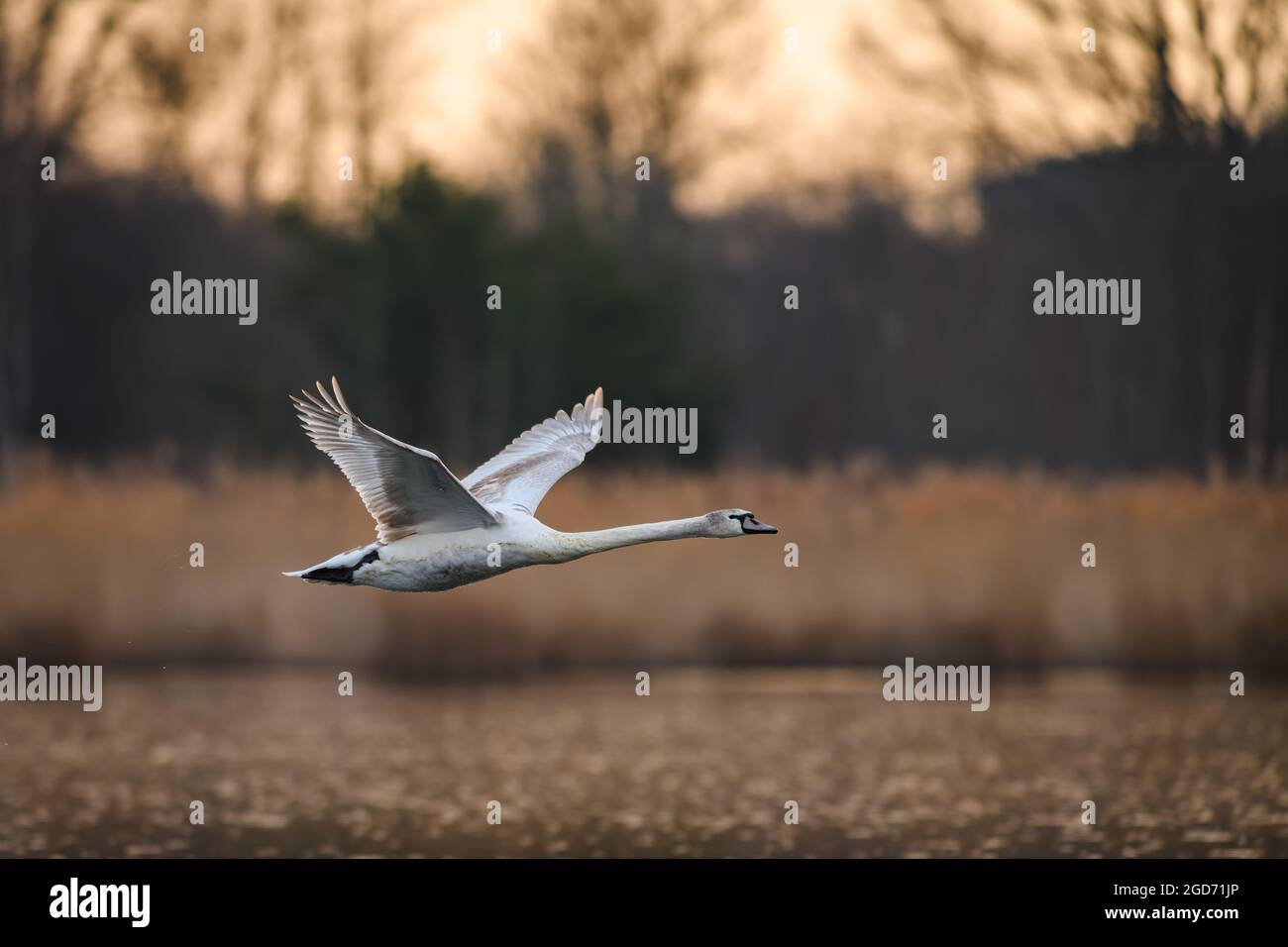 Flying bird from above hi-res stock photography and images - Alamy