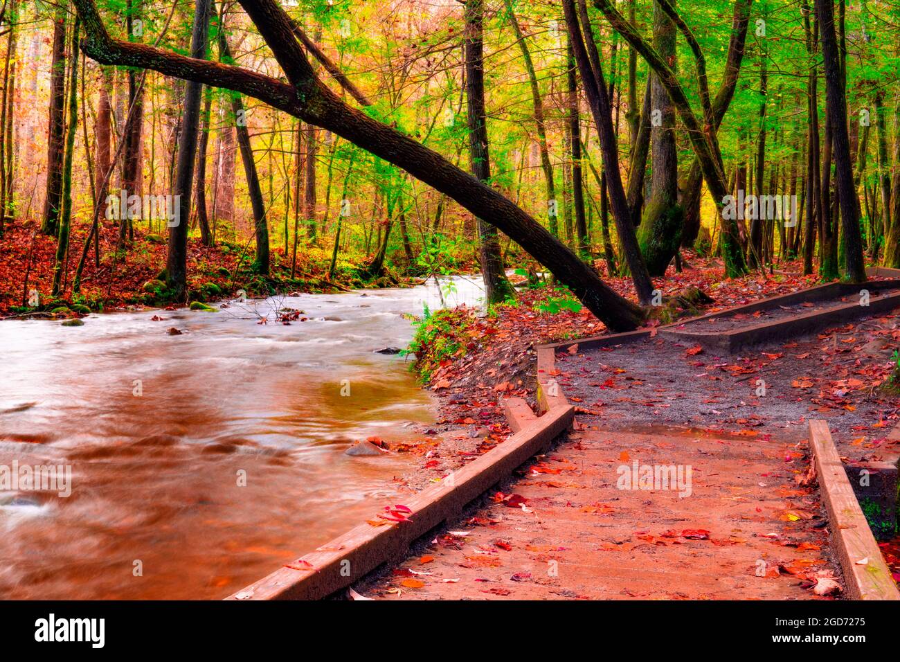 Beautiful River Path Through Forest Along River In Fall Colors Stock ...