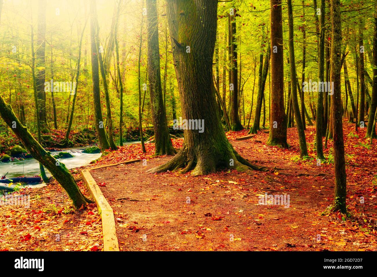 Magical pathway hi-res stock photography and images - Alamy