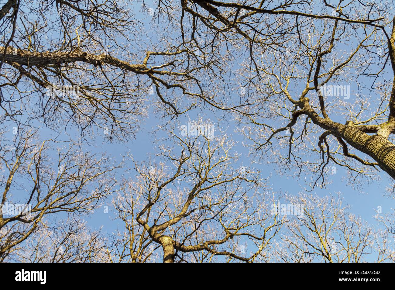 Trees reaching for the sky Stock Photo - Alamy
