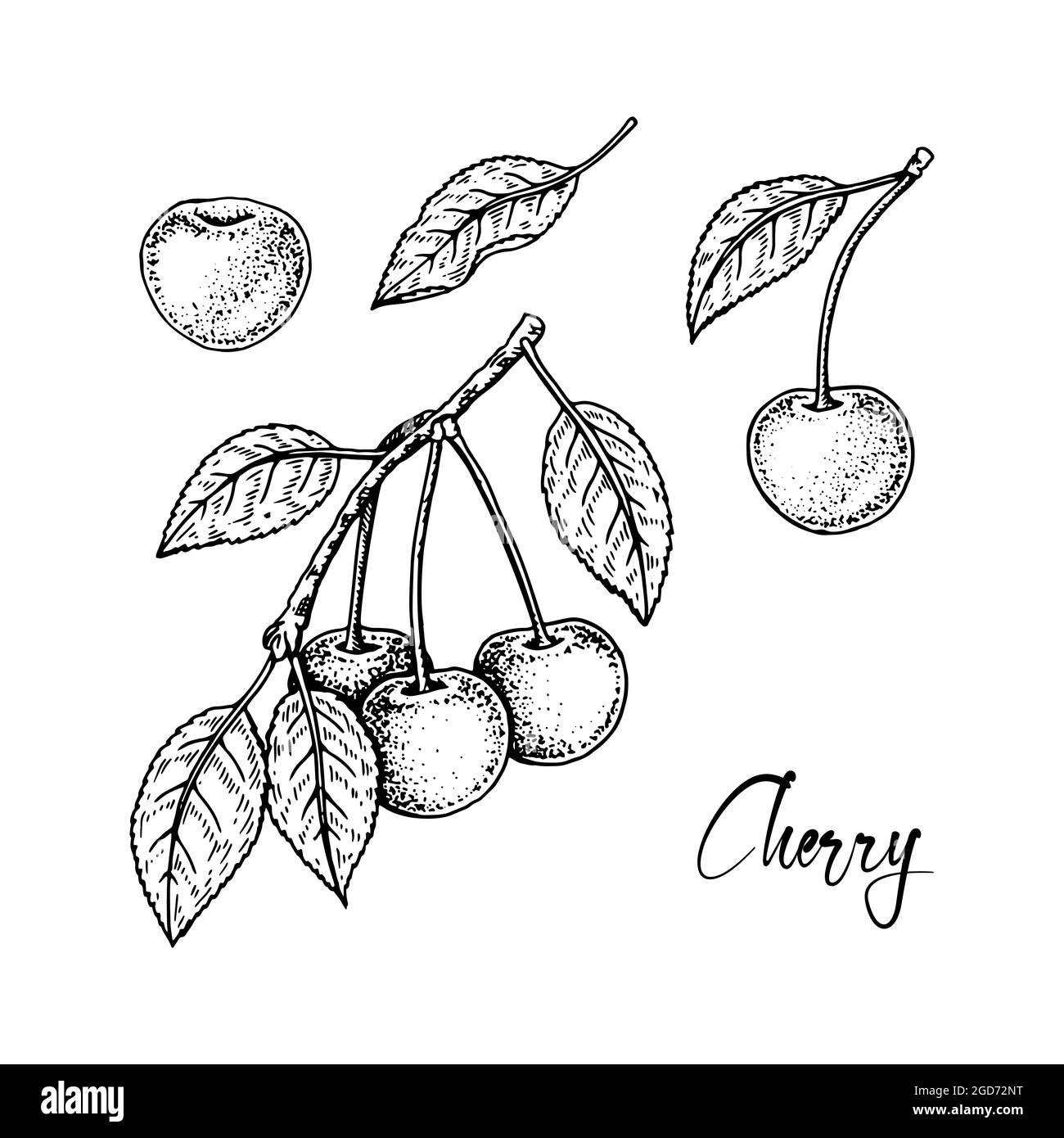 Set of hand drawn cherry design elements isolated on white background ...