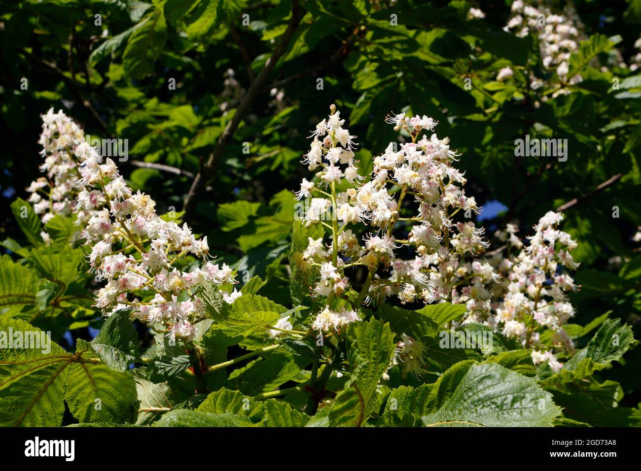 White flowers on Horse Chestnut tree - Aesculus hippocastanum, conker ...