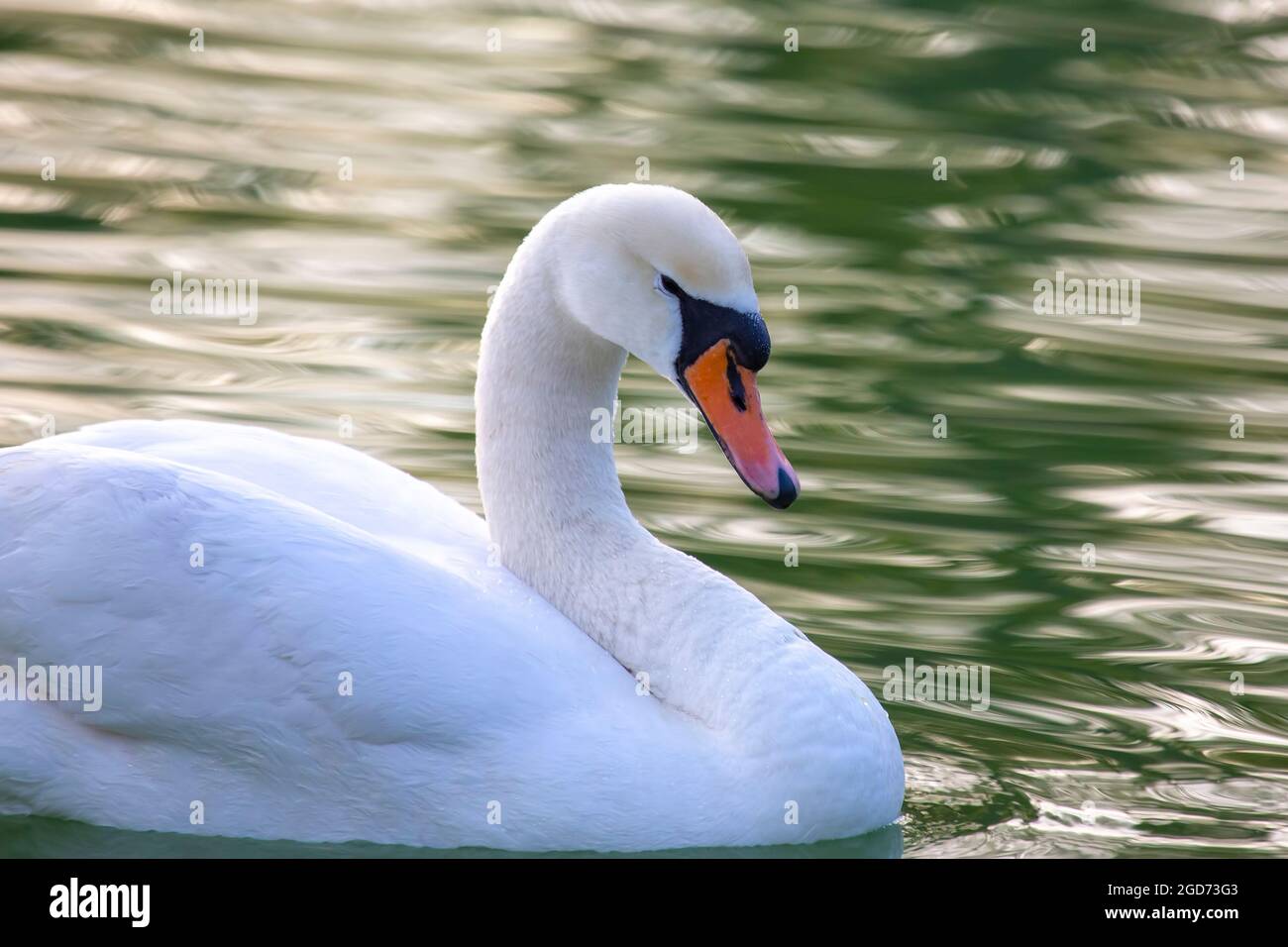 floating graceful white swan on the pond. Feathered animals birds Stock ...