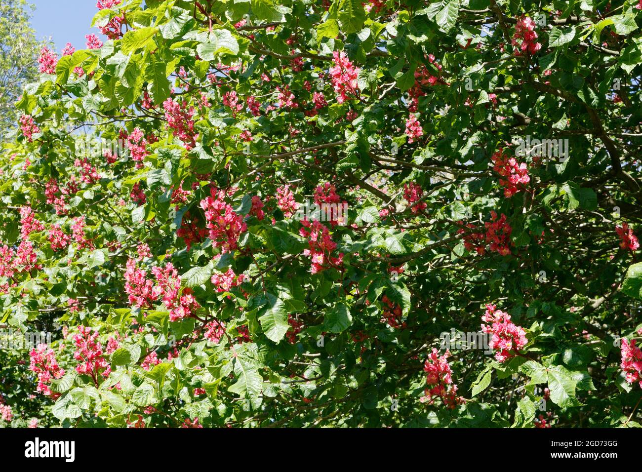 Red flowers on a Red Horse Chestnut tree, Aesculus × carnea Stock Photo ...