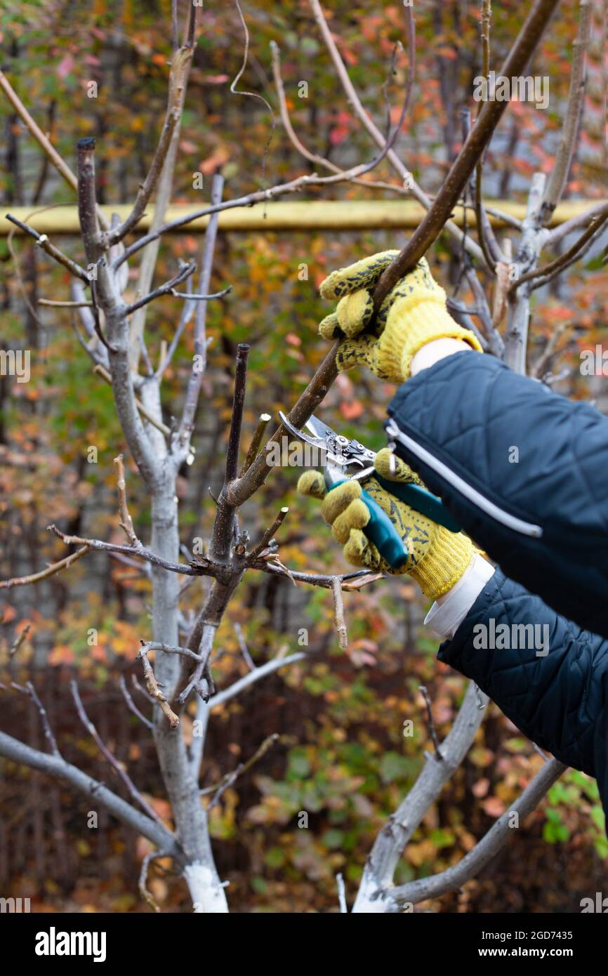 Pruning walnut. Close-up of farmer's hands in gardening gloves and ...