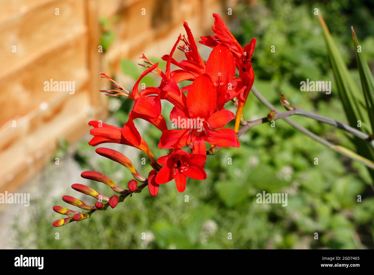 Crocosmia Lucifer - Red flowers on long stem, in bloom Stock Photo - Alamy