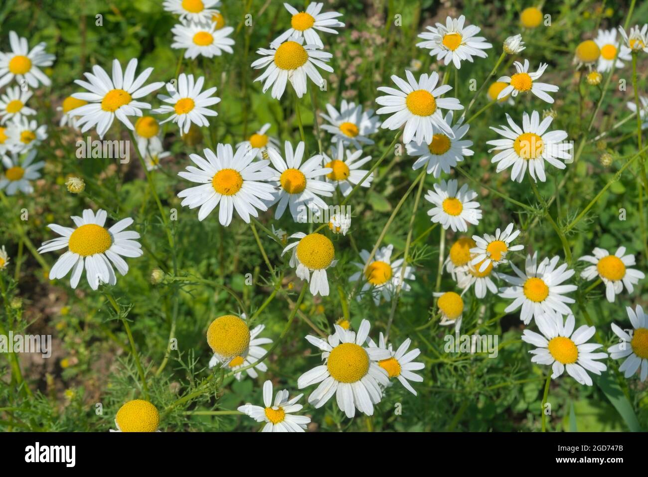 Close up of Matricaria chamomilla flowers, commonly known as chamomile ...