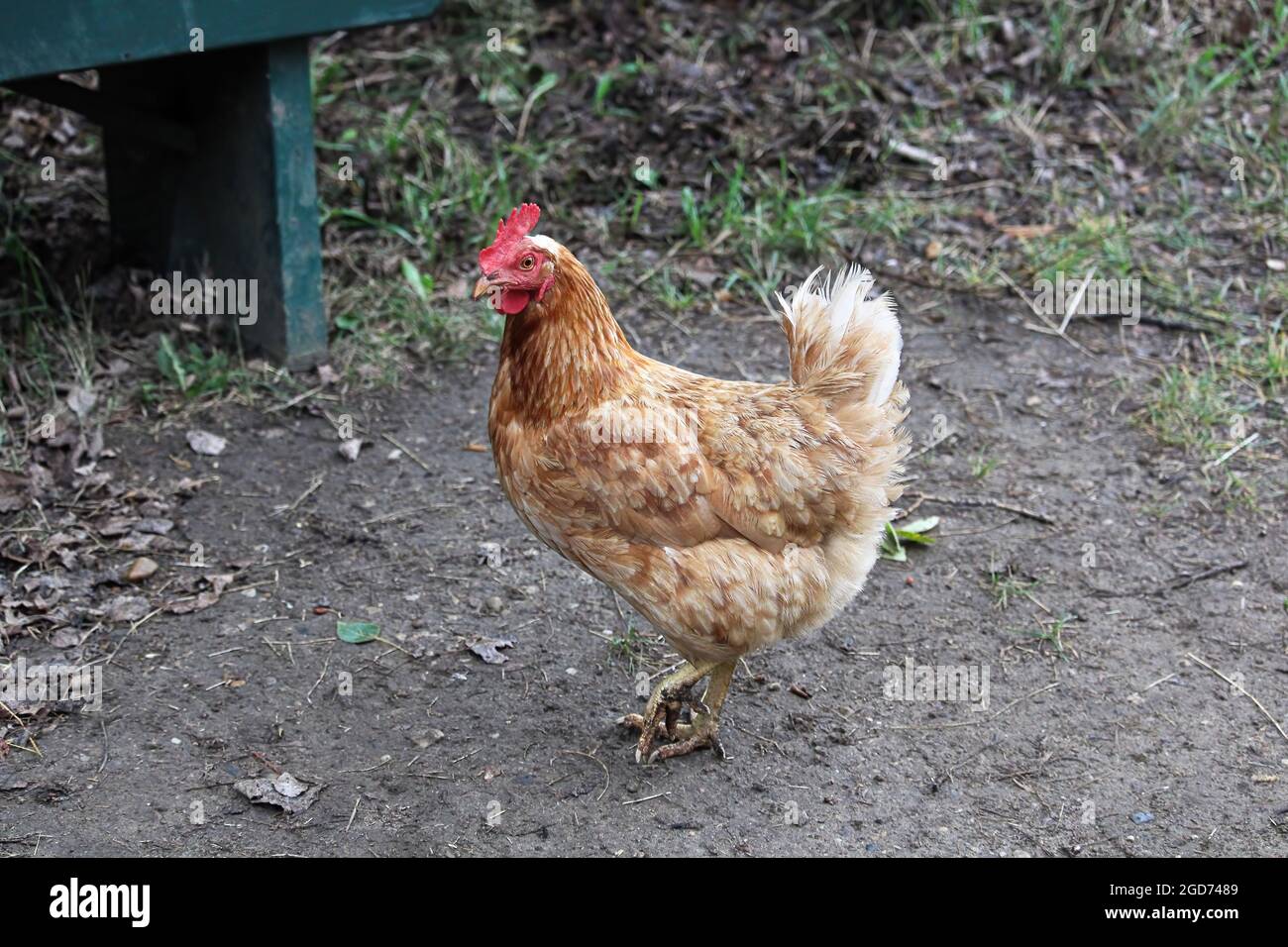 Raising livestock free range hi-res stock photography and images - Alamy