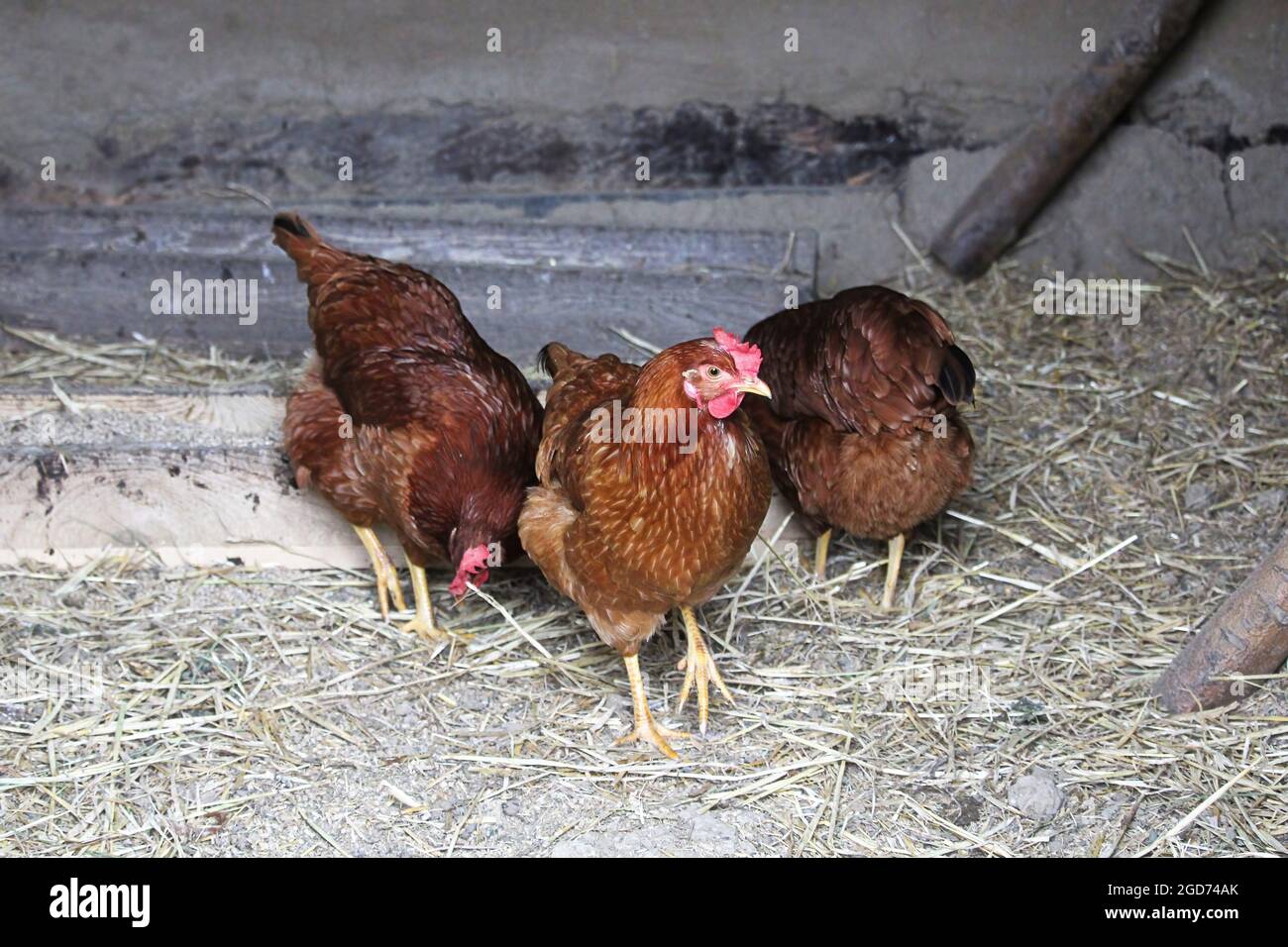 Domestic chickens hi-res stock photography and images - Alamy
