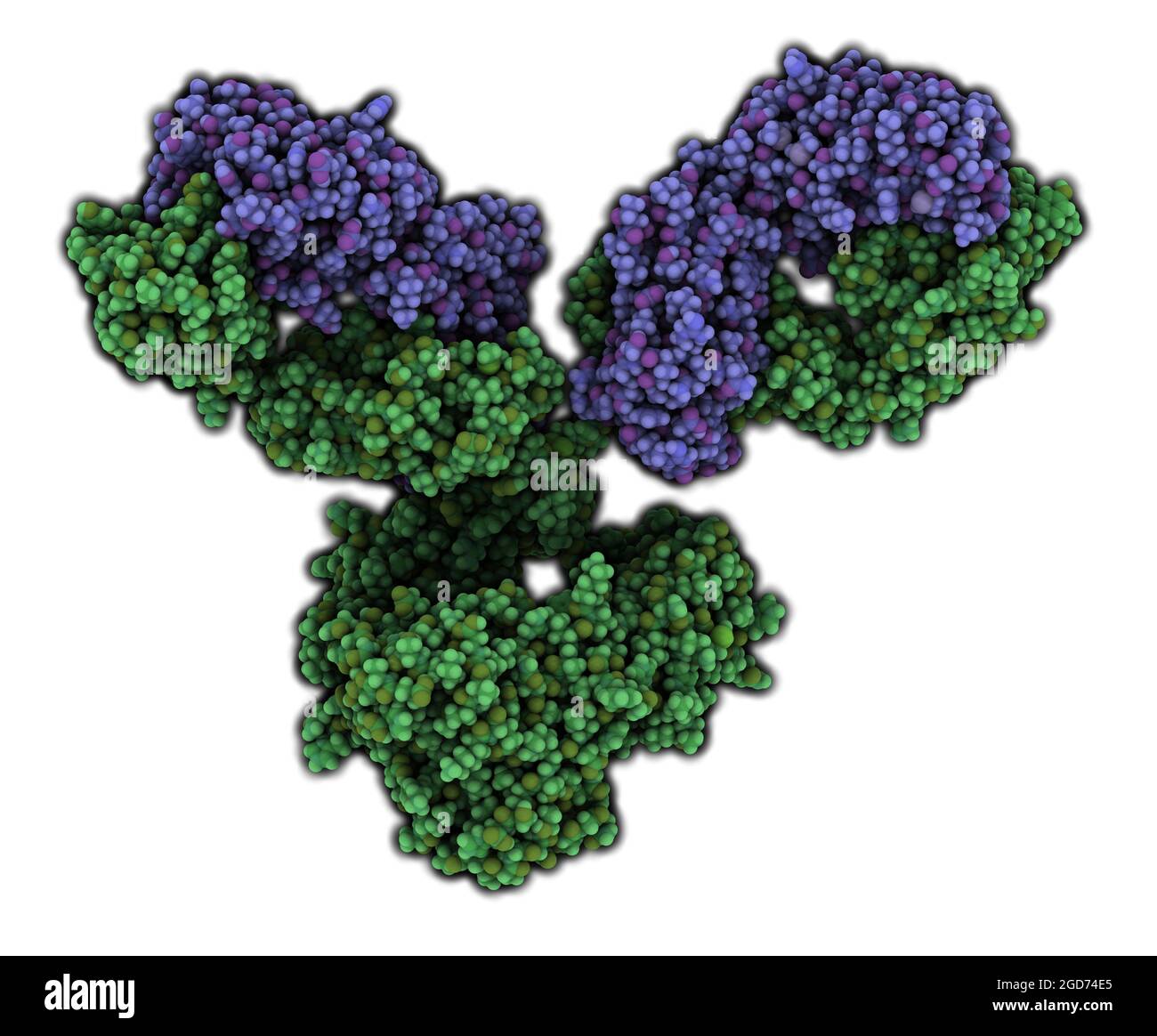 Antibody structure hi-res stock photography and images - Alamy
