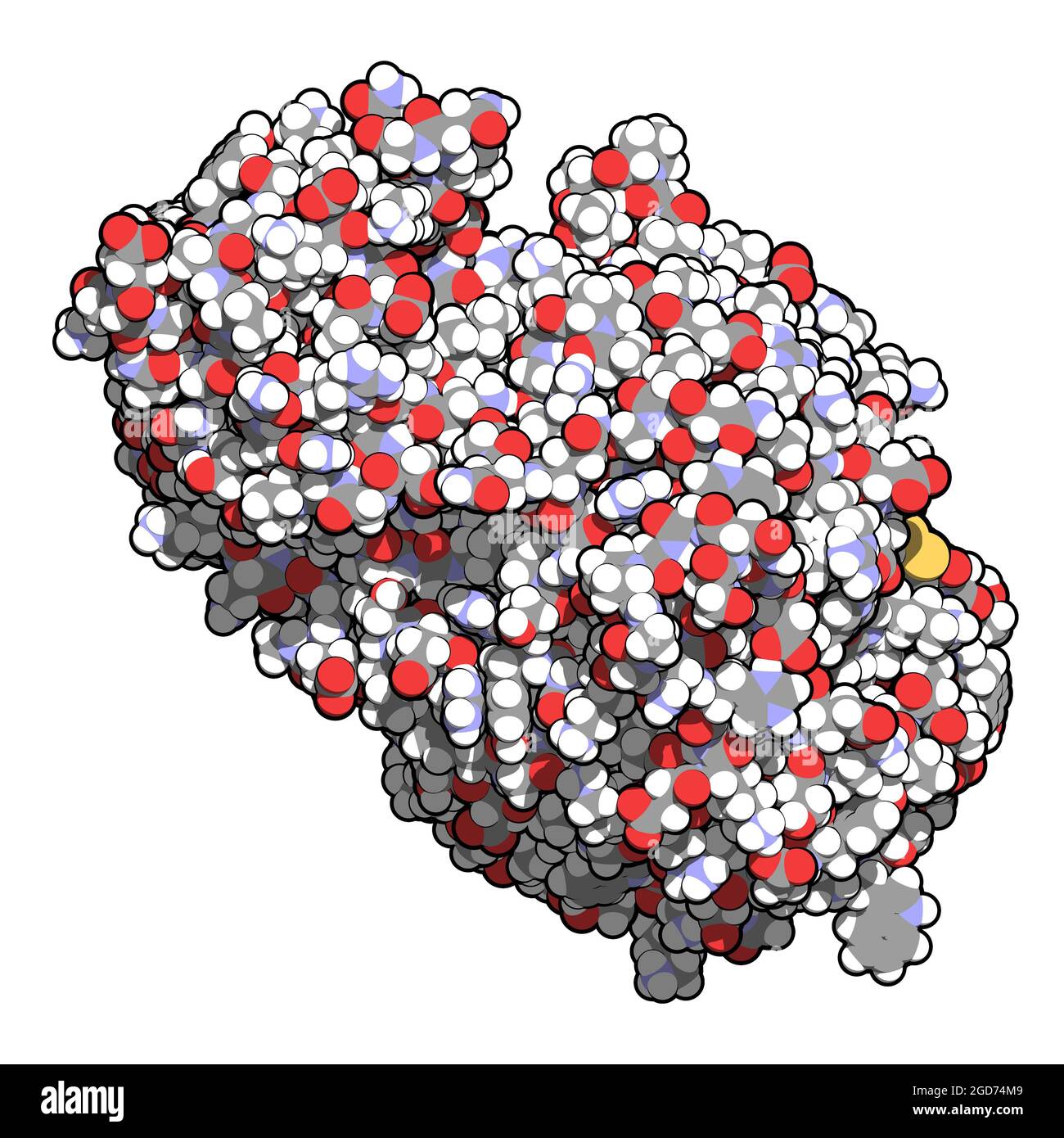 Amylase Enzyme Structure