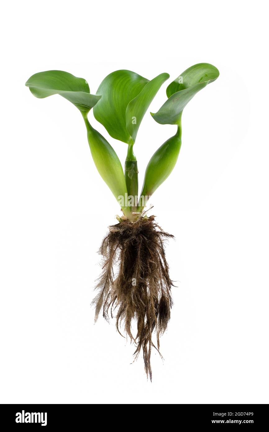 Invasive roots Cut Out Stock Images & Pictures - Alamy