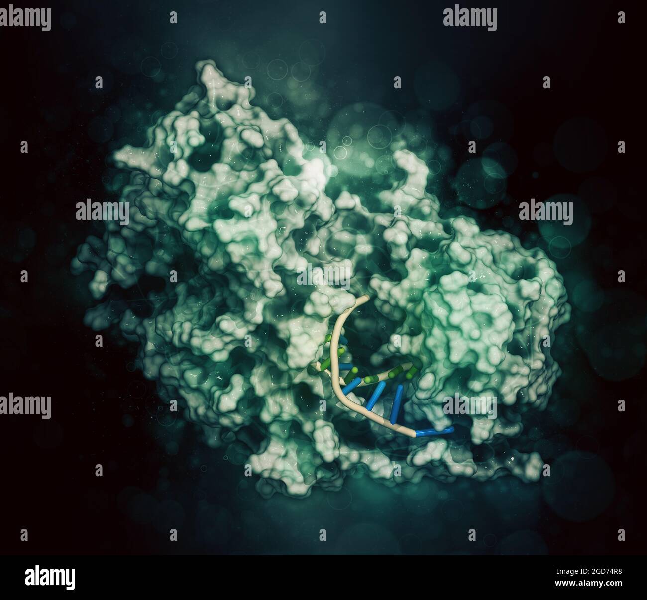 Argonaute protein hi-res stock photography and images - Alamy