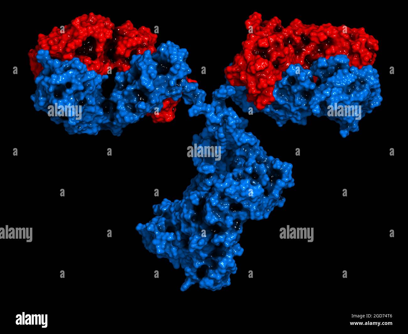 Antibody molecule molecular structure monoclonal hi-res stock ...