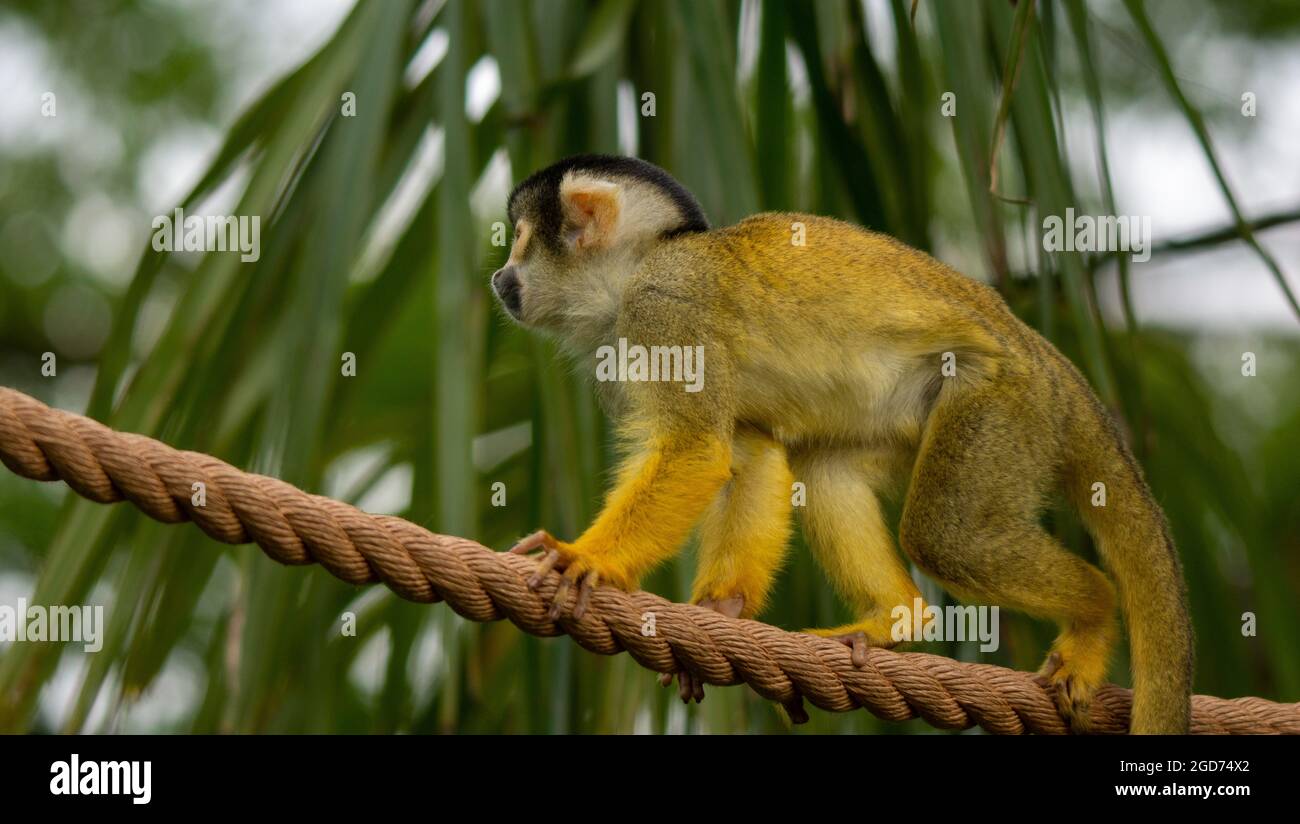 Squirrel Monkey Walking the Rope Stock Photo - Alamy