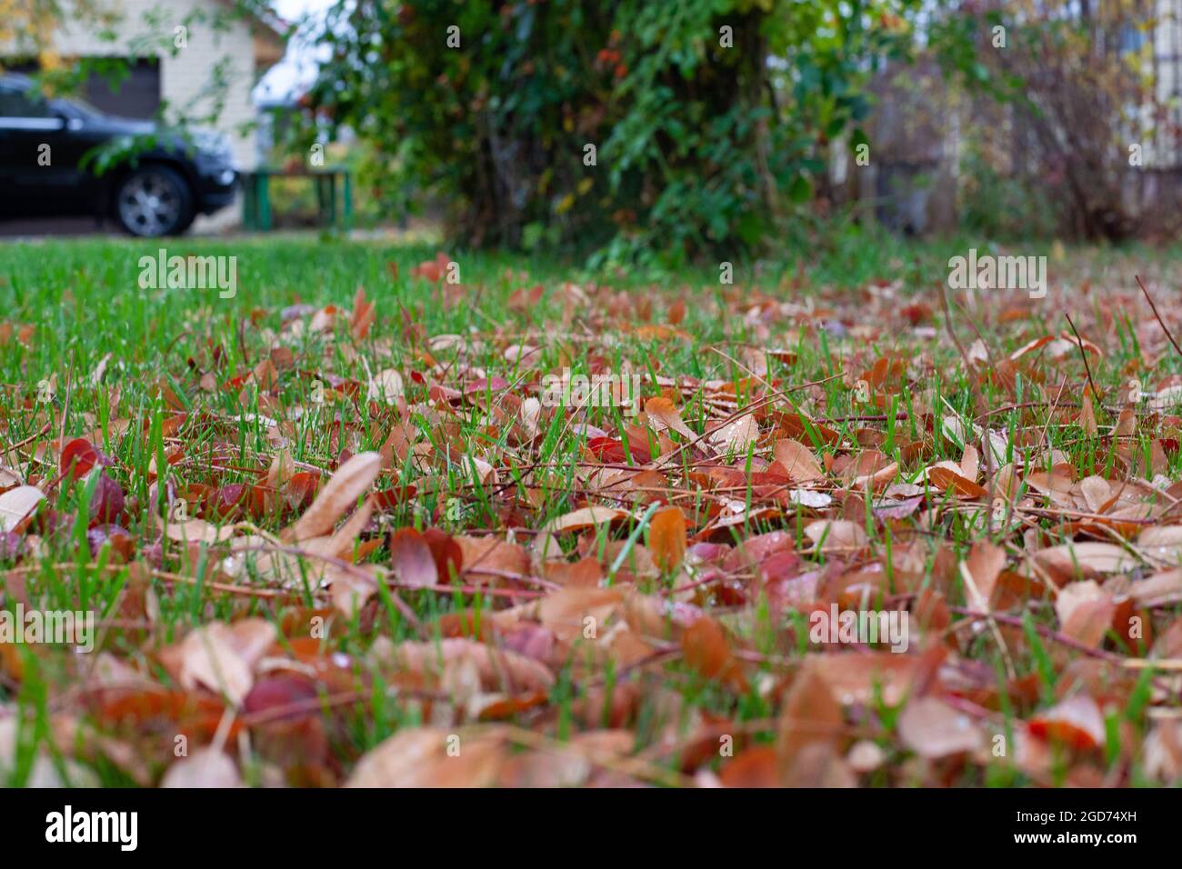 Backyard on autumn day. Green lawn with yellow fallen leaves lying on ...