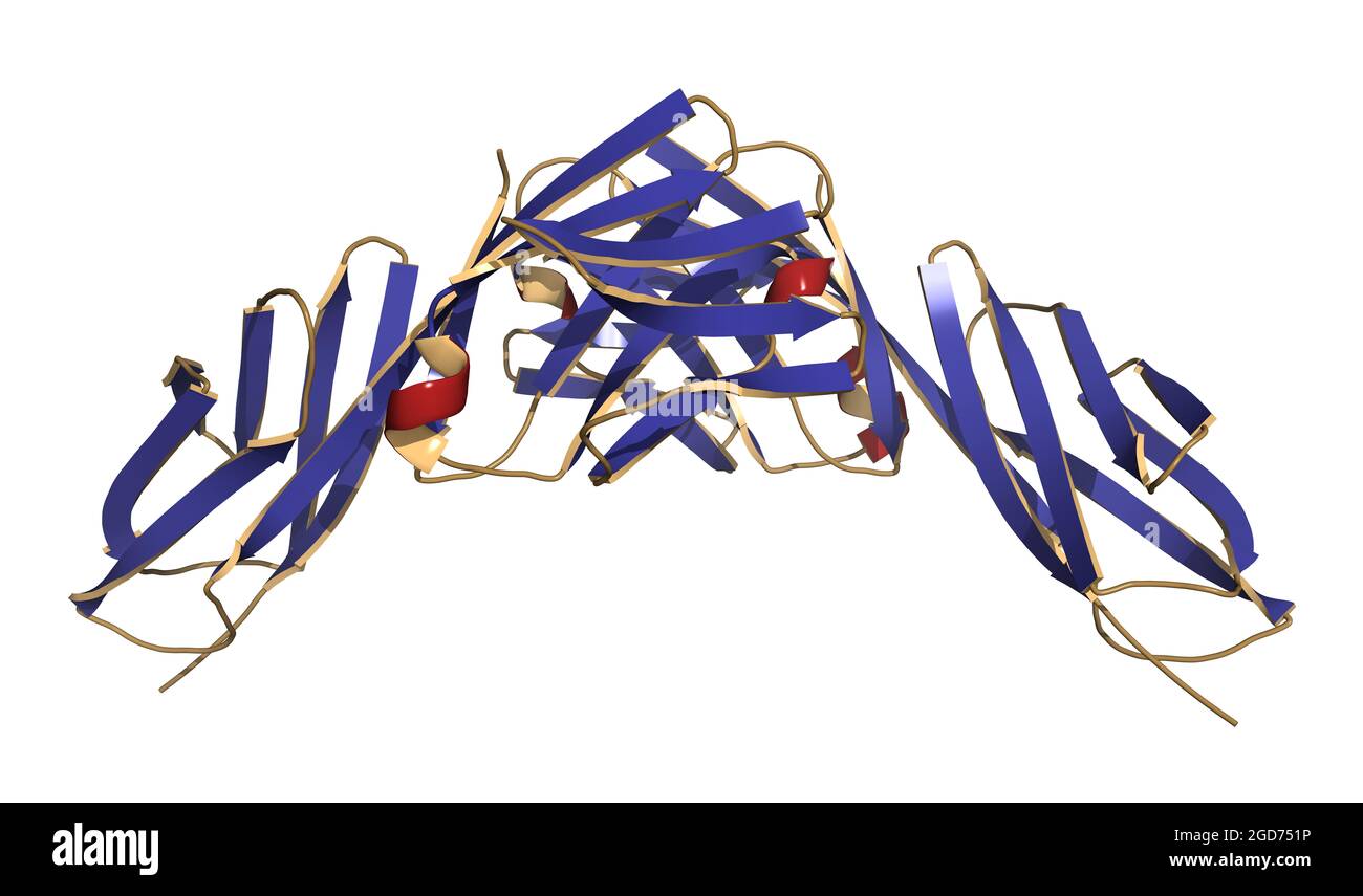 CD4 surface protein. 3D Illustration Stock Photo - Alamy