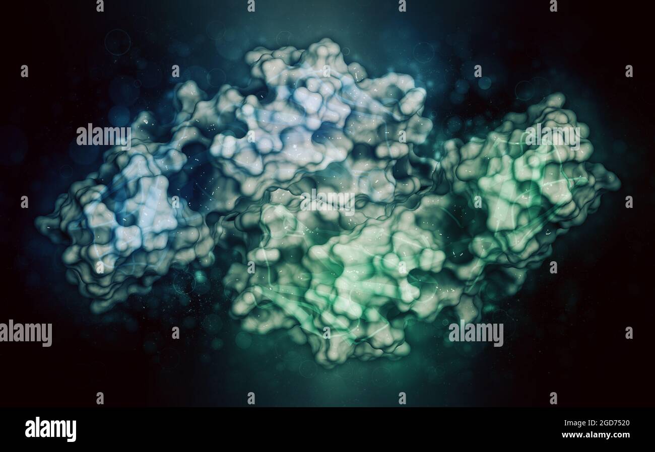 CD4 surface protein. Glycoprotein present on a number of white b Stock ...