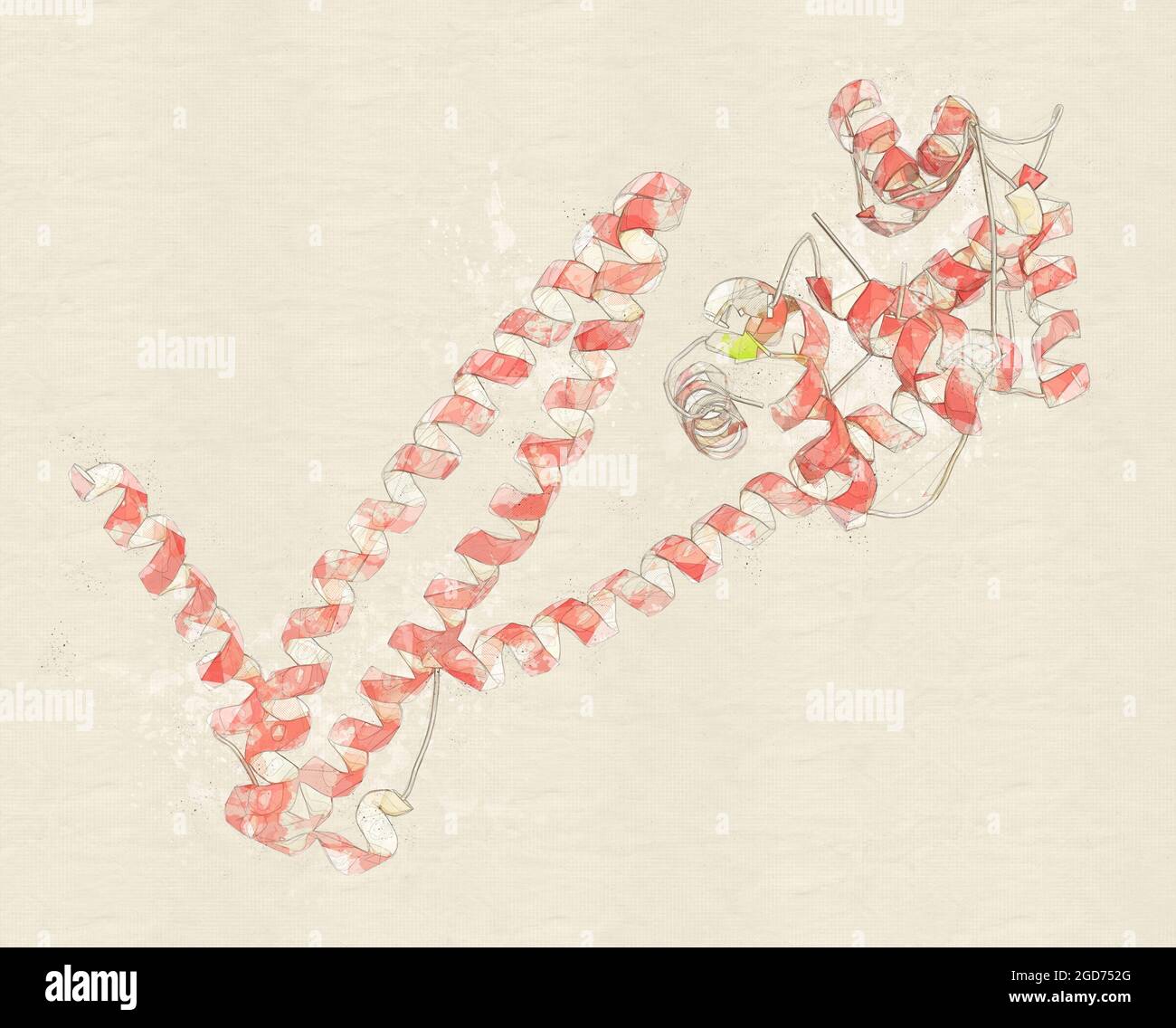 Troponin, 3D rendering: structure of the human cardiac troponin Stock ...