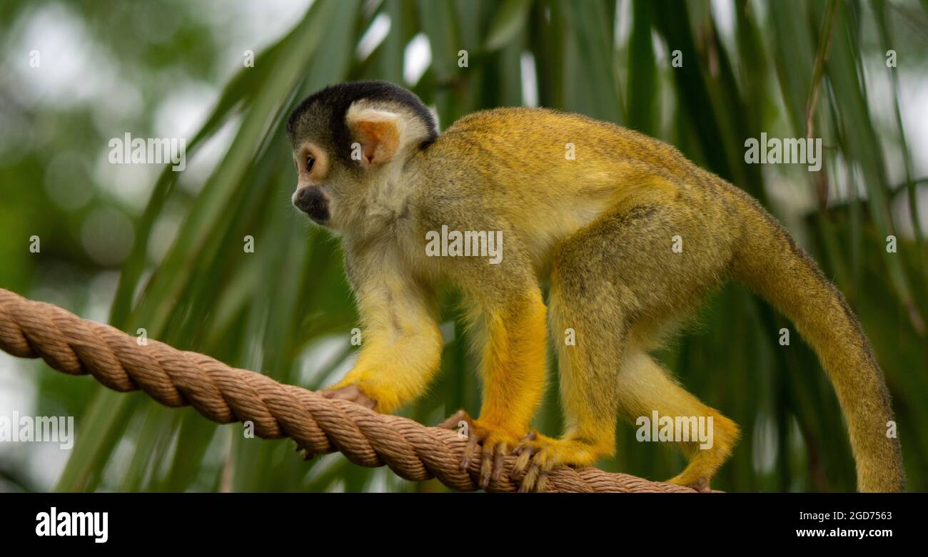 Tight rope walking hi-res stock photography and images - Alamy