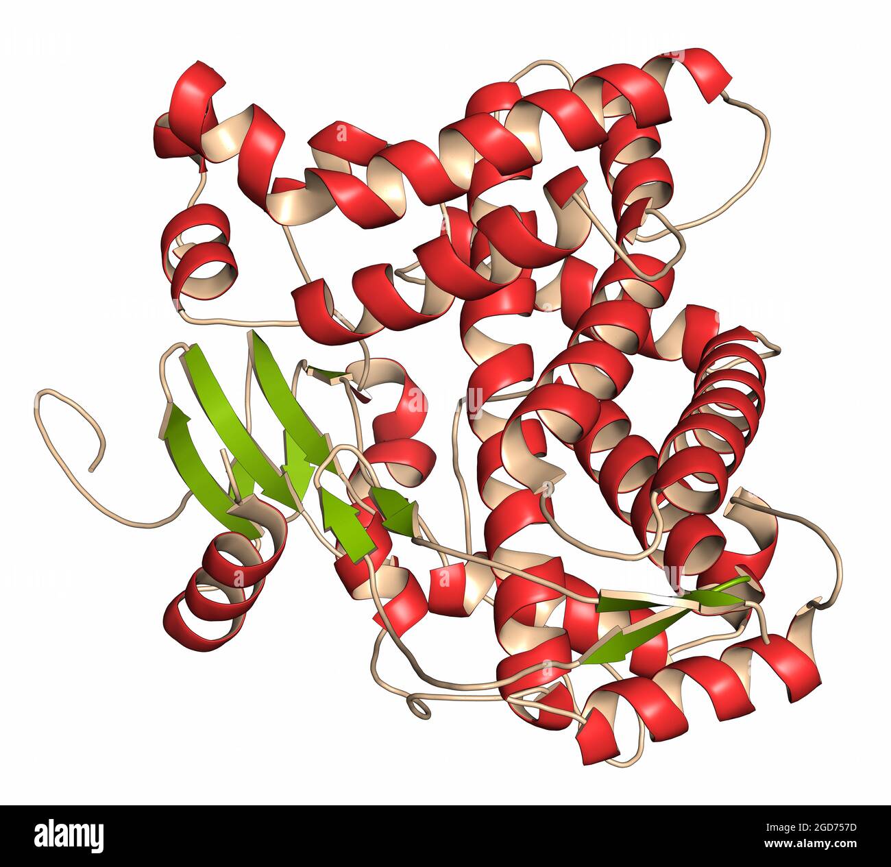 Cytochrome P450 (CYP2D6) liver enzyme in complex with the drug quinine ...