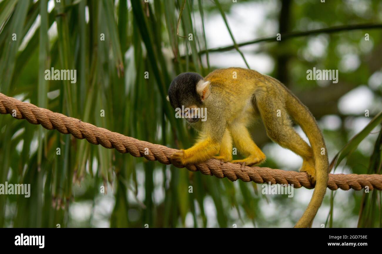 Monkey zoo ropes hi-res stock photography and images - Alamy