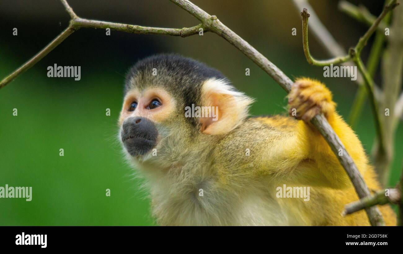 Monkey look at sky hi-res stock photography and images - Alamy