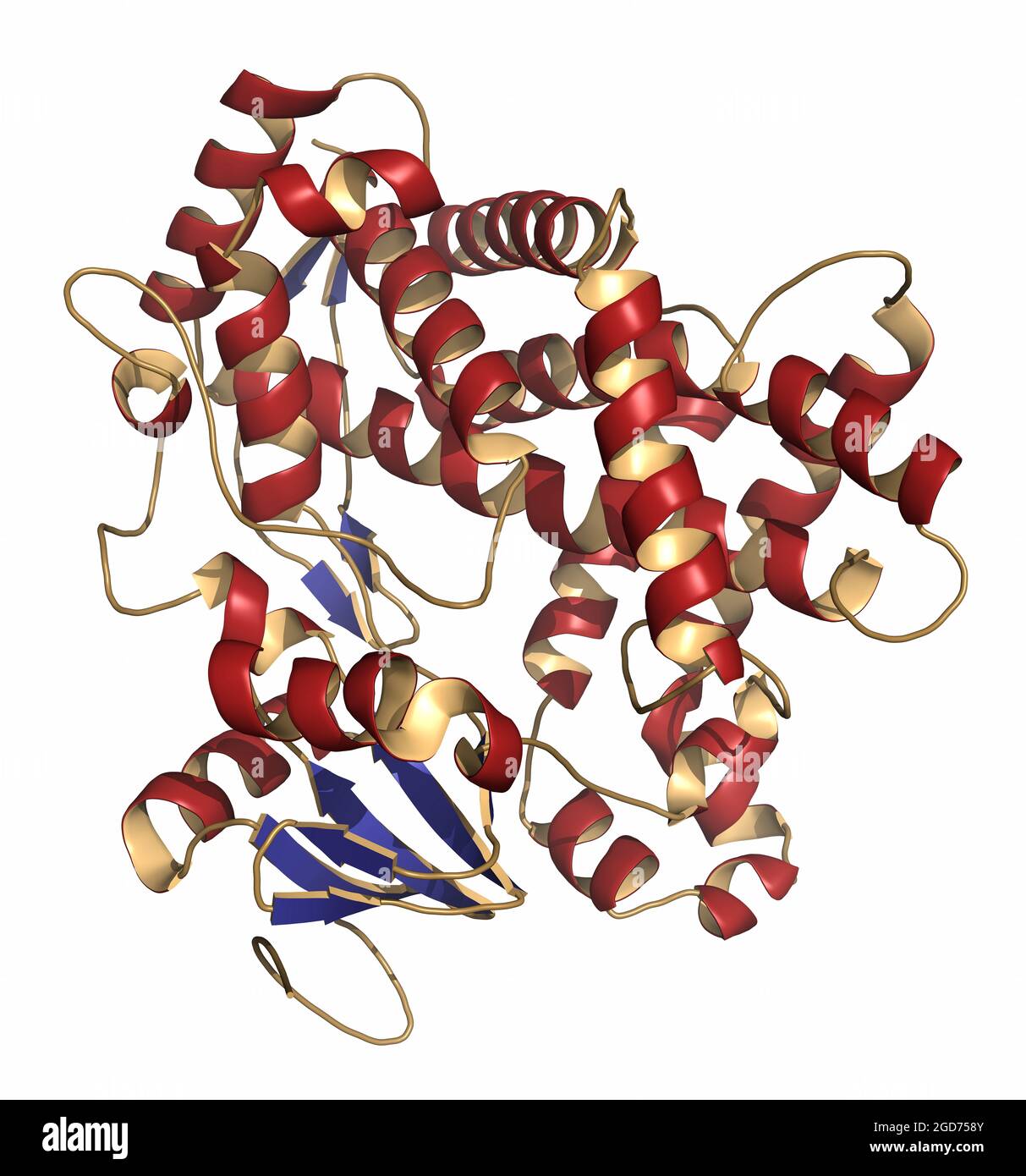 Cytochrome P450 (CYP2D6) liver enzyme in complex with the drug quinine ...
