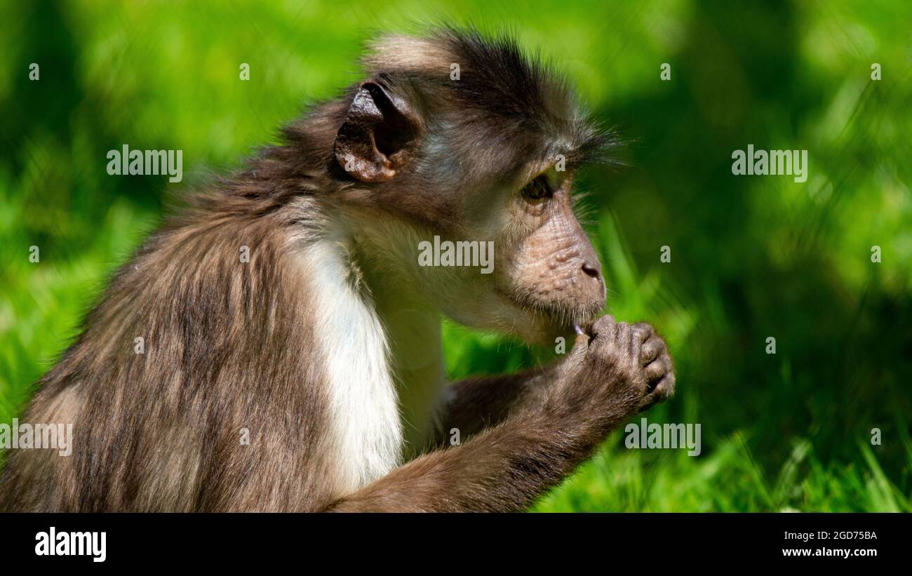 Small Monkey Nibbling on Food Stock Photo - Alamy