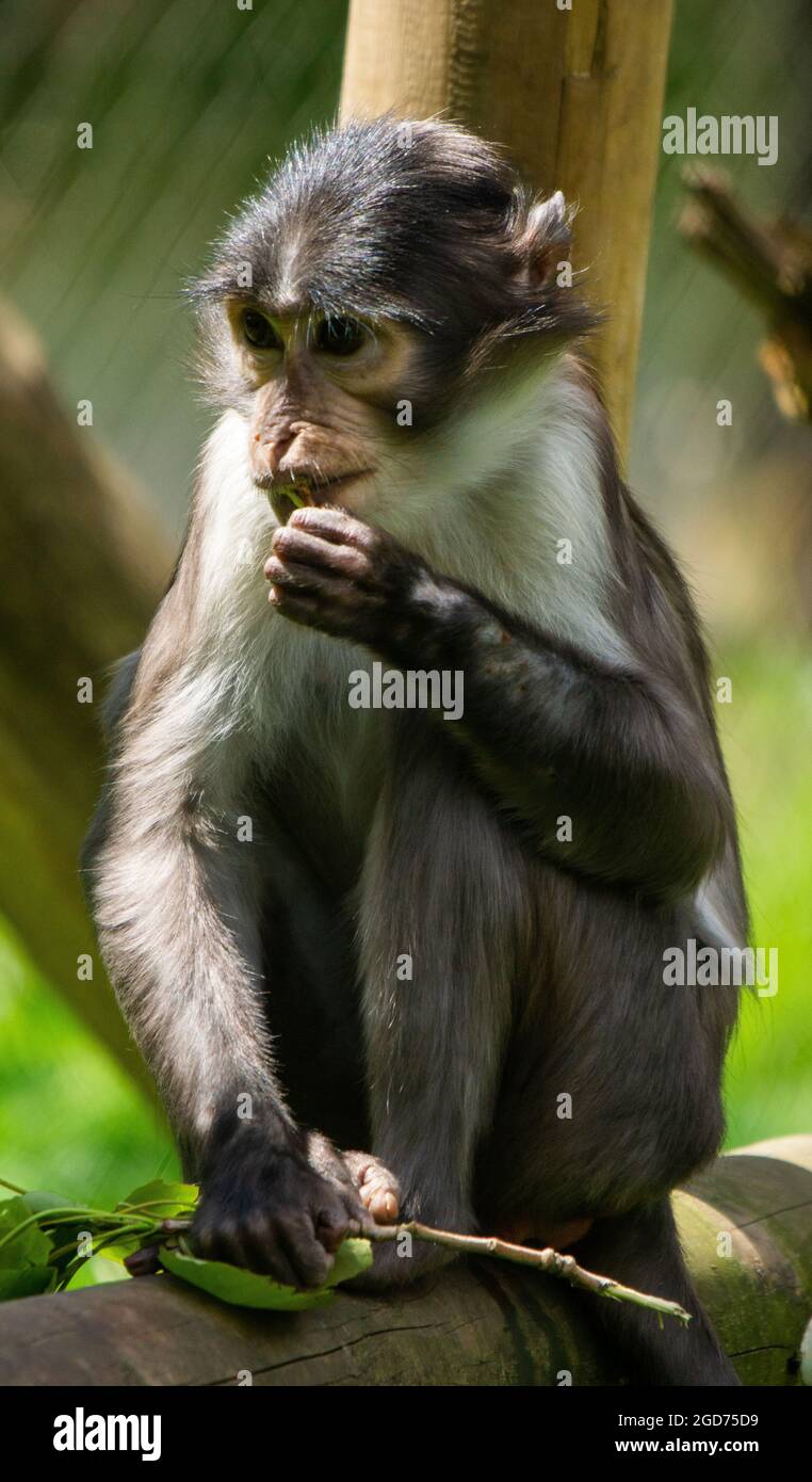Monkey Lunch Time Stock Photo - Alamy