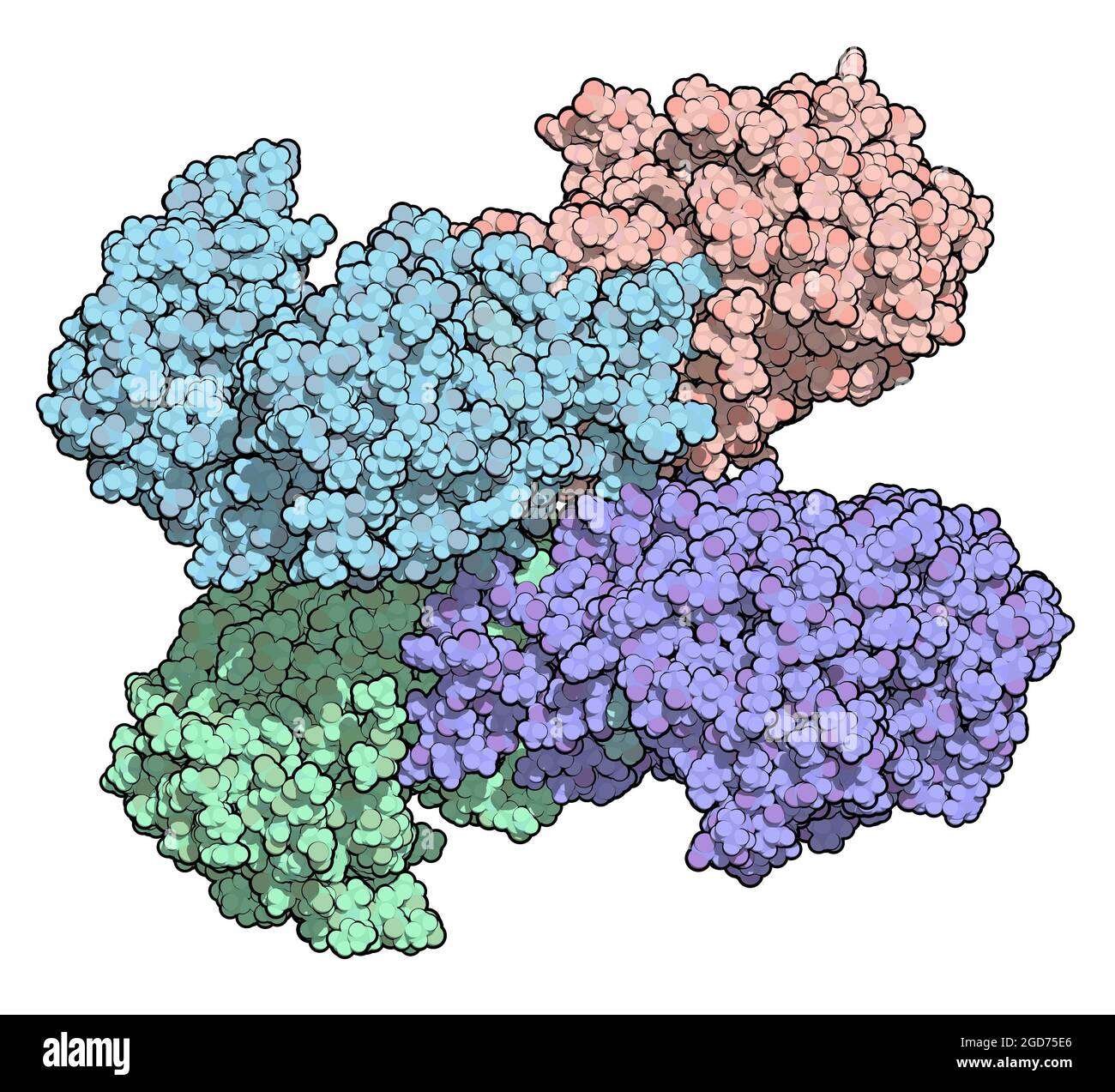 Glucose-6-phosphate dehydrogenase (G6PD) protein. 3D Illustration Stock ...