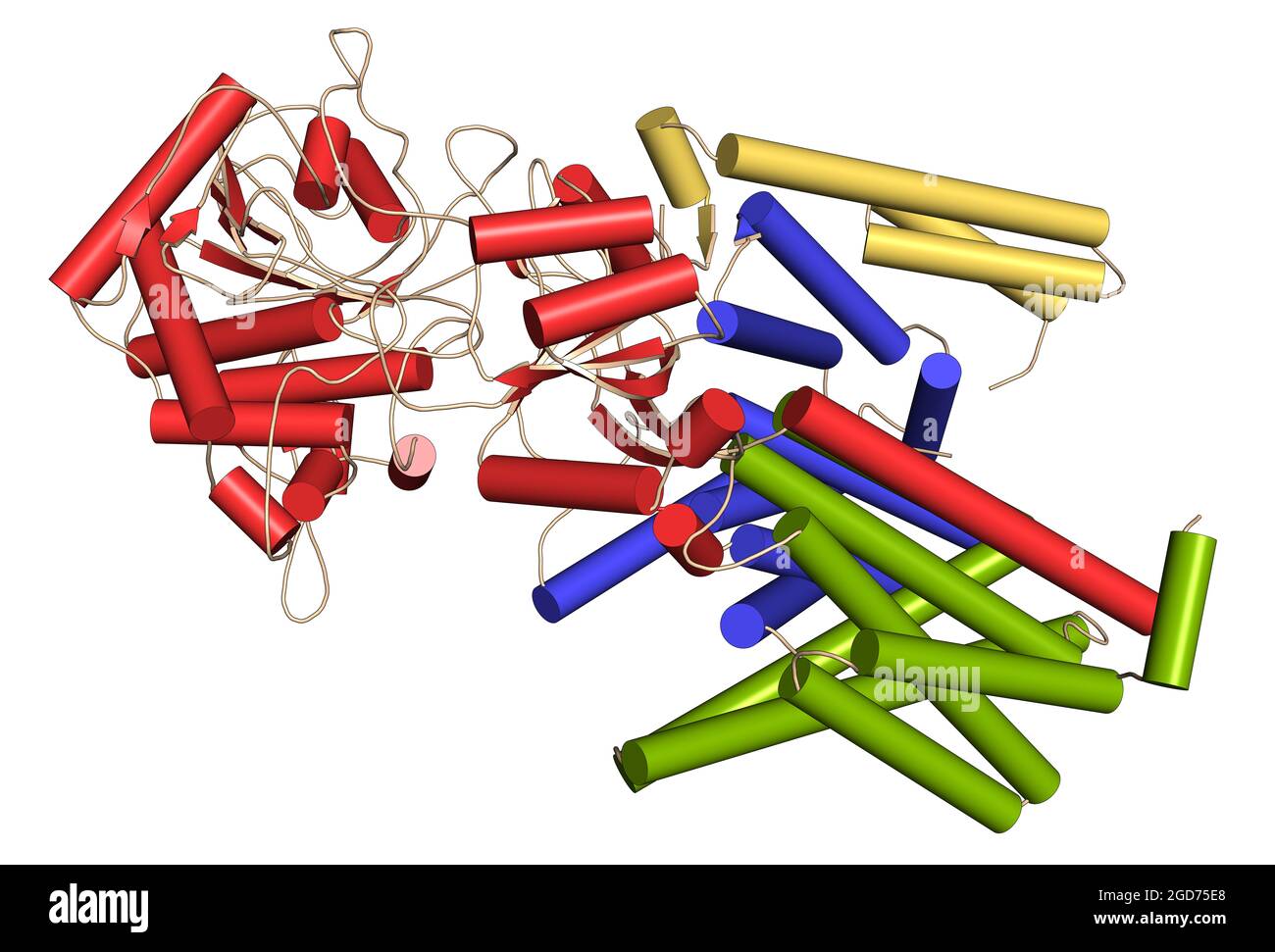Gamma secretase protein complex. 3D illustration Stock Photo - Alamy