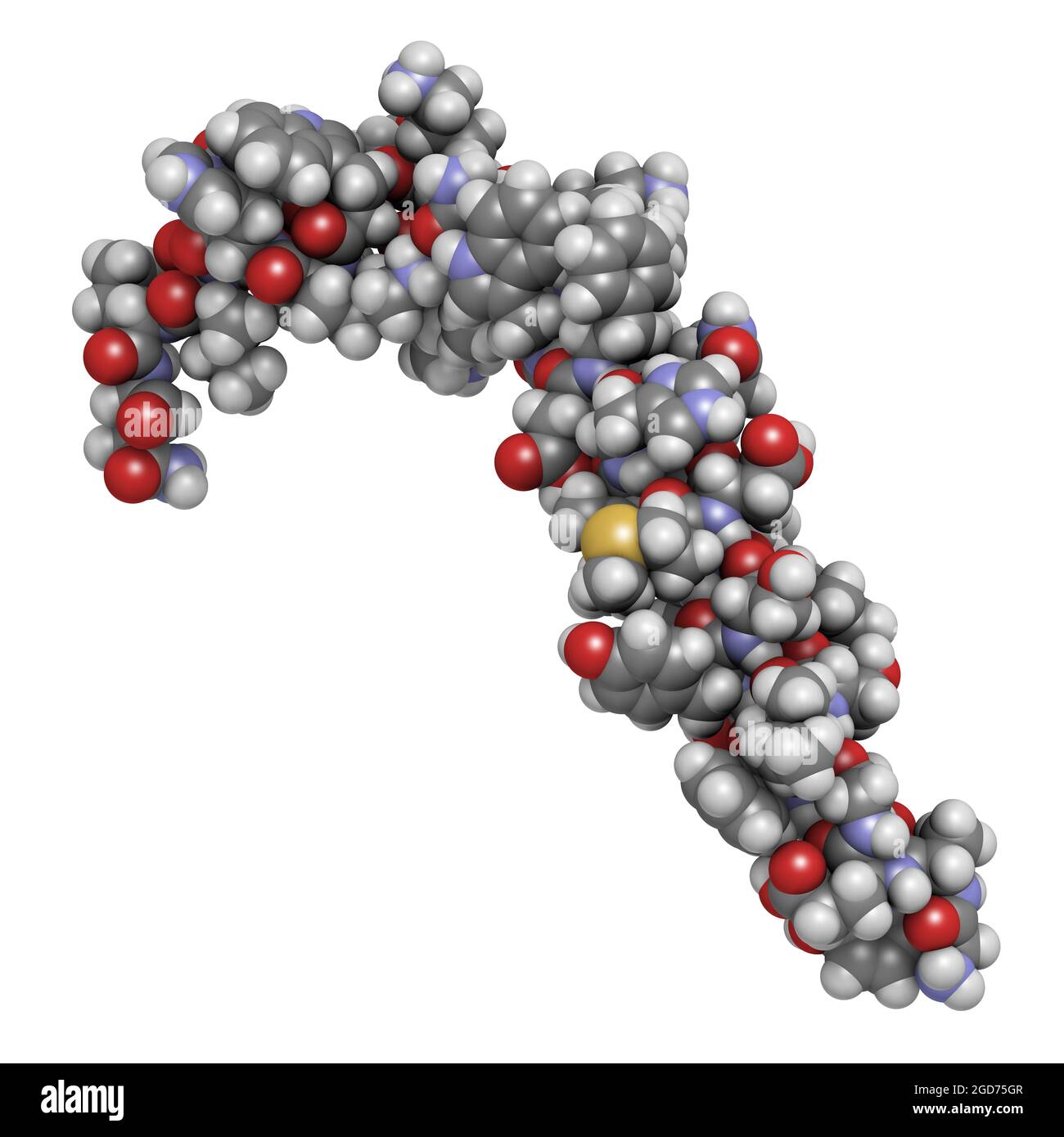 Gastric inhibitory polypeptide (GIP, glucose-dependent insulinot Stock ...
