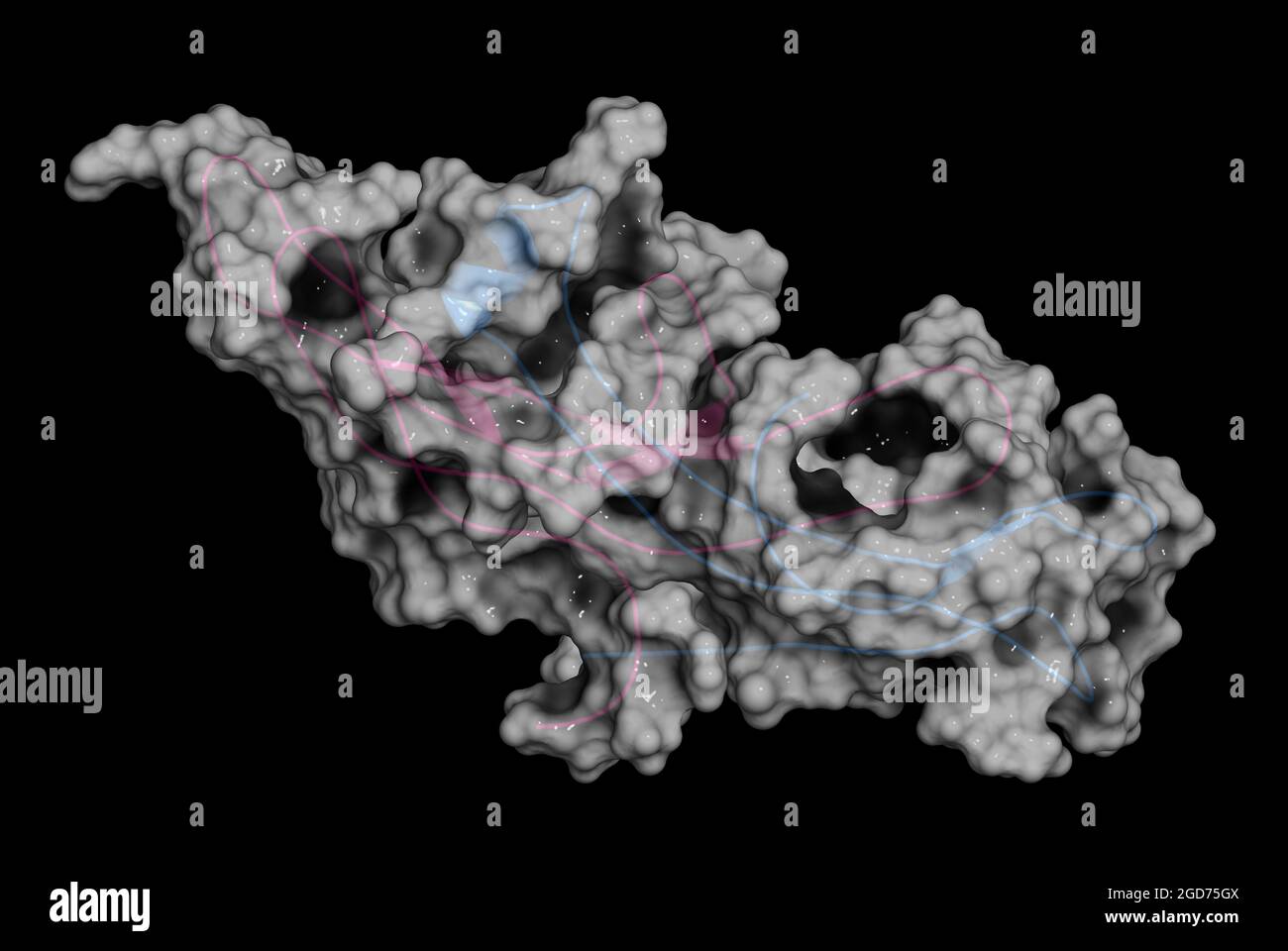 Human Chorionic Gonadotropin (hCG) glycoprotein hormone, 3D rendering ...