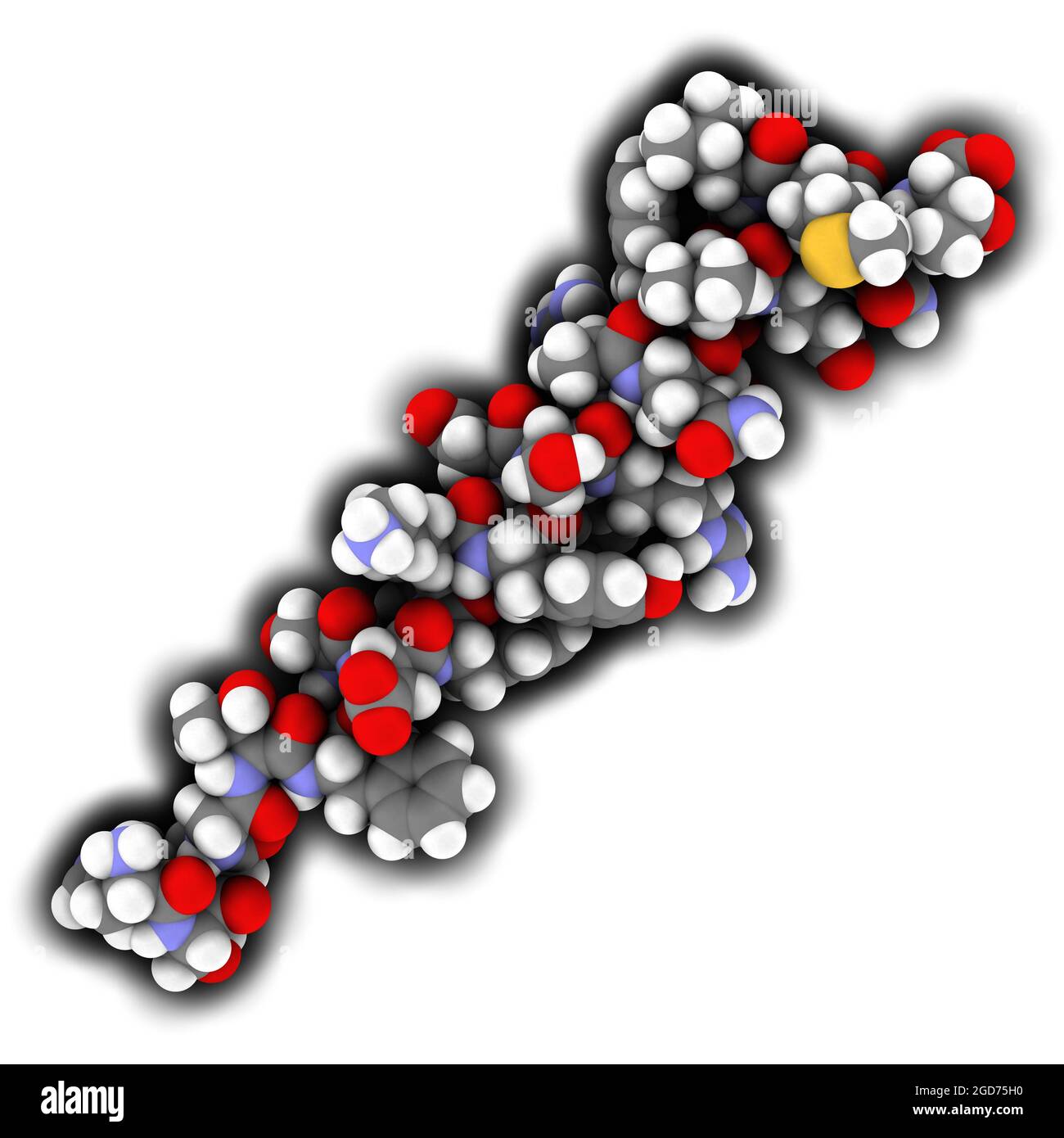 Glucagon peptide hormone. 3D render Stock Photo - Alamy